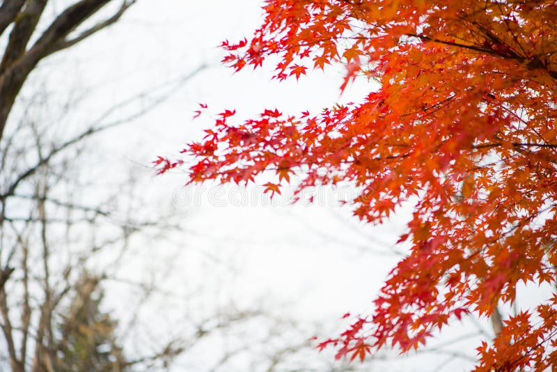 Red Maple Leaves in Autumn Season Stock Image - Image of orange ...