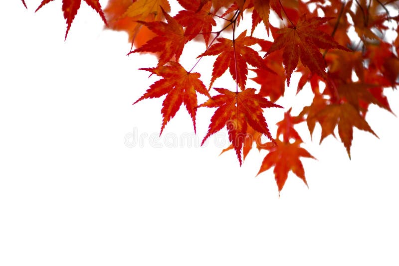 Red Maple Leaves in Autumn Season Stock Photo - Image of maple, beauty ...