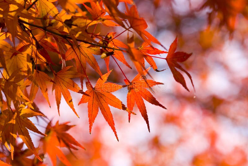 Red Maple Leaves Autumn Background Stock Photo - Image of branch ...