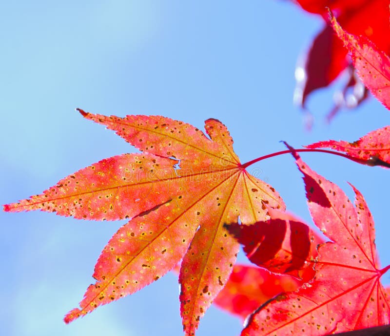 Red maple leaves stock image. Image of october, foliage - 60704217