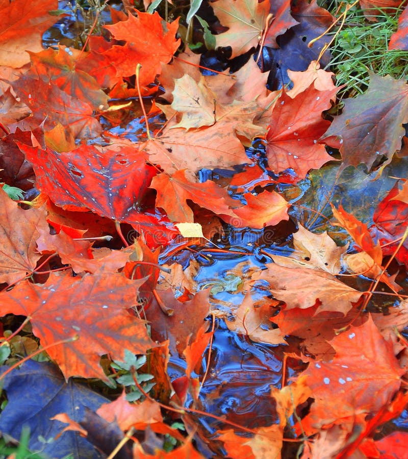 Red Maple Leaves in Autumn Puddle Stock Photo - Image of leaves ...