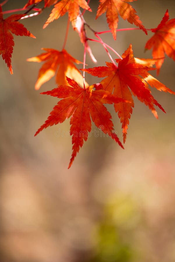 Red Maple Leaves in Autumn Season Stock Photo - Image of maple, beauty ...