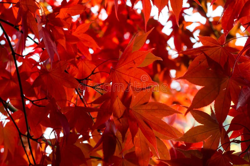 Red Maple Leaves Background Stock Image - Image of season, autumn ...