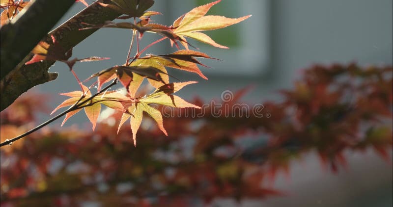 Red Maple Leaves Backlit by the Sun Moving in the Wind Stock Video ...