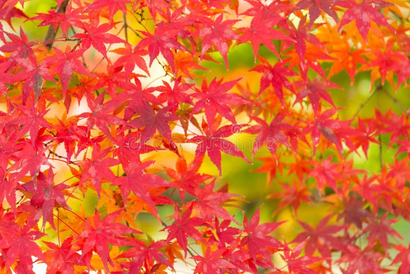 Red maple leaves stock image. Image of natural, foliage - 93768605