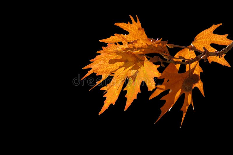 Red leaves stock photo. Image of abstract, garden, leaves - 29787914