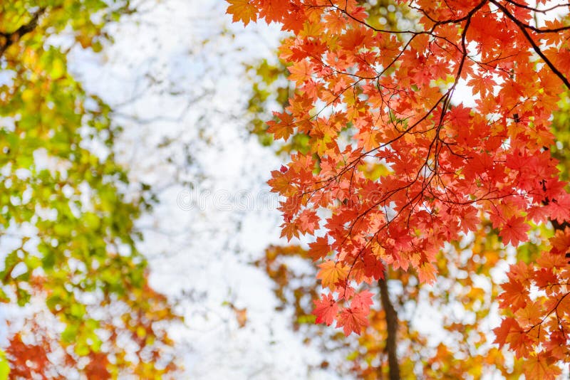Red Maple Leaves Border at Autumn Forest, Blurred Background. Season ...