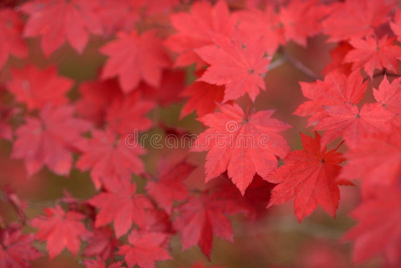 Red Maple Leaves Border at Autumn Forest, Blurred Background. Season ...