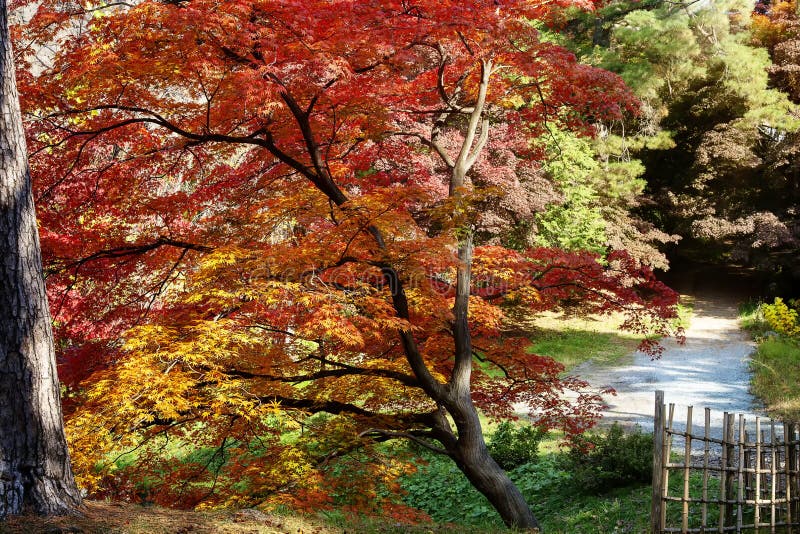 Red Maple Leaves Border at Autumn Forest, Blurred Background. Season ...