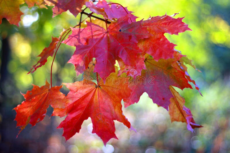 Red maple leaves on branch stock photo. Image of gold - 12007296