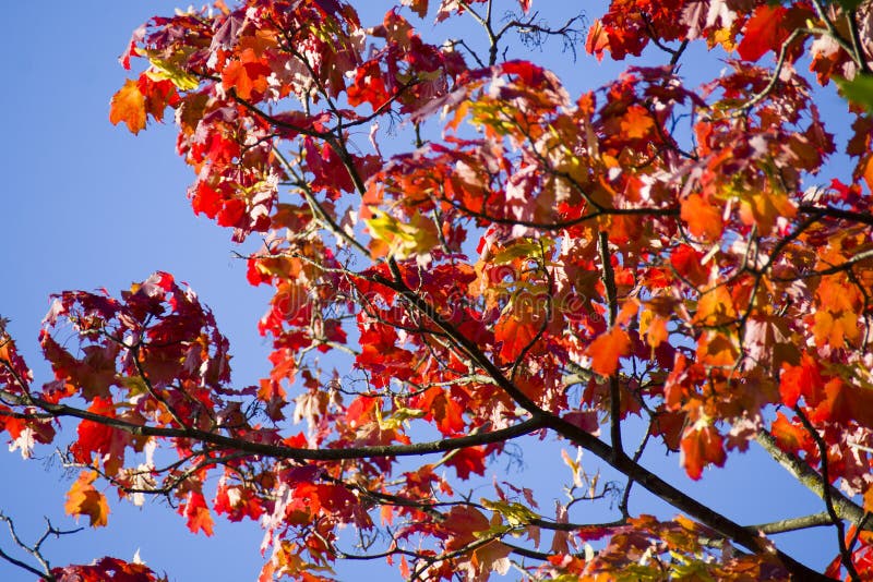 Red Maple Leaves on the Branches Stock Photo - Image of leaves ...
