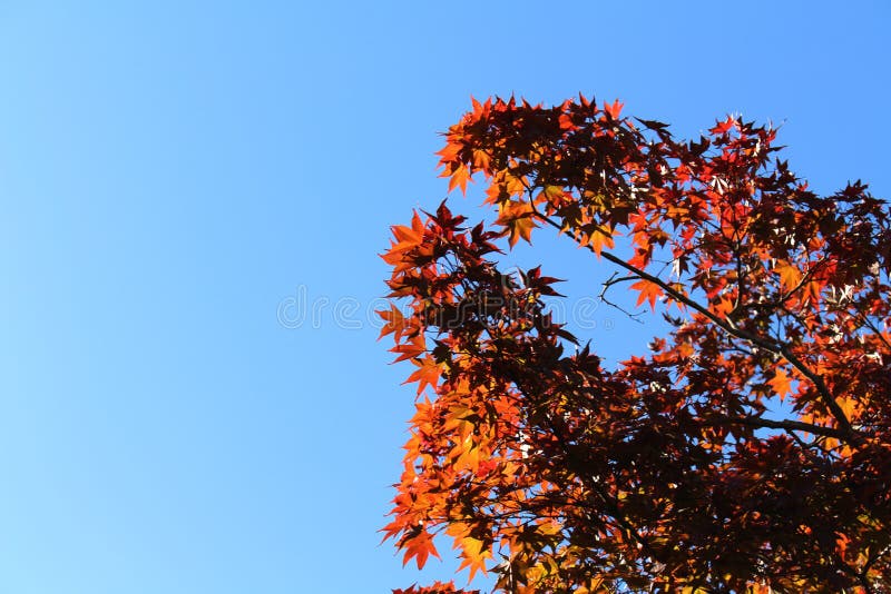 Red Maple Leaves on Branches during Spring Stock Photo - Image of asia ...