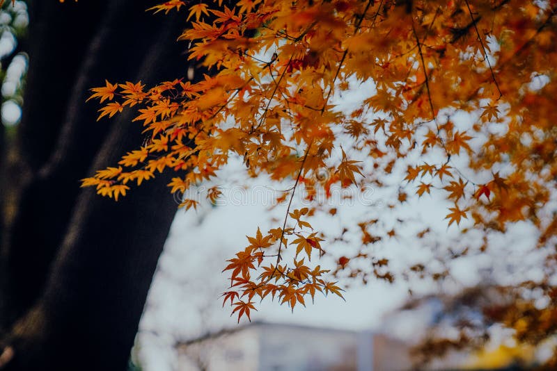 Red Maple Leaves and Chinese Classical Architecture in Autumn Stock ...