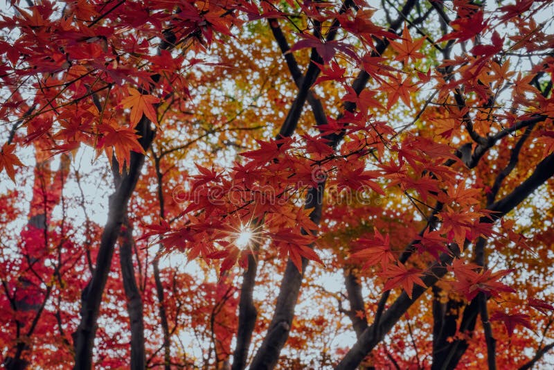 Red Maple Leaves and Chinese Classical Architecture in Autumn Stock ...