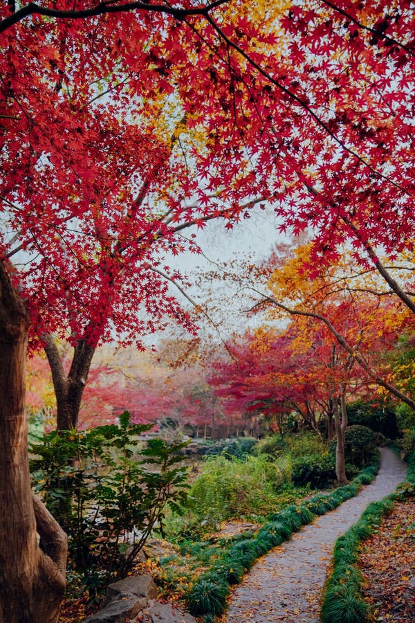 Red Maple Leaves and Chinese Classical Architecture in Autumn Stock ...