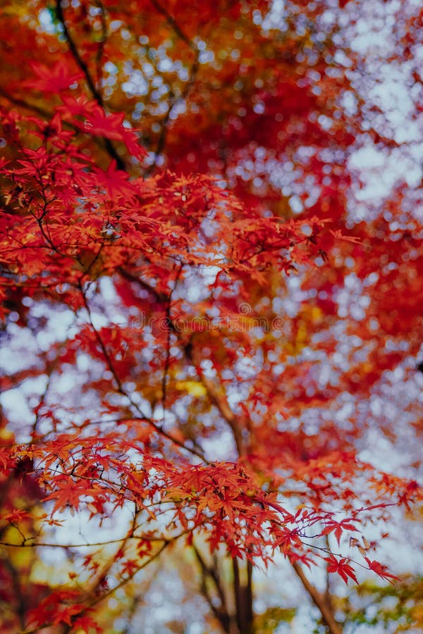 Red Maple Leaves and Chinese Classical Architecture in Autumn Stock ...