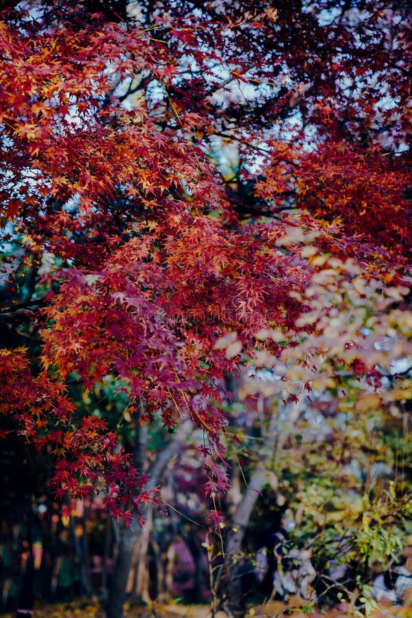 Red Maple Leaves and Chinese Classical Architecture in Autumn Stock ...