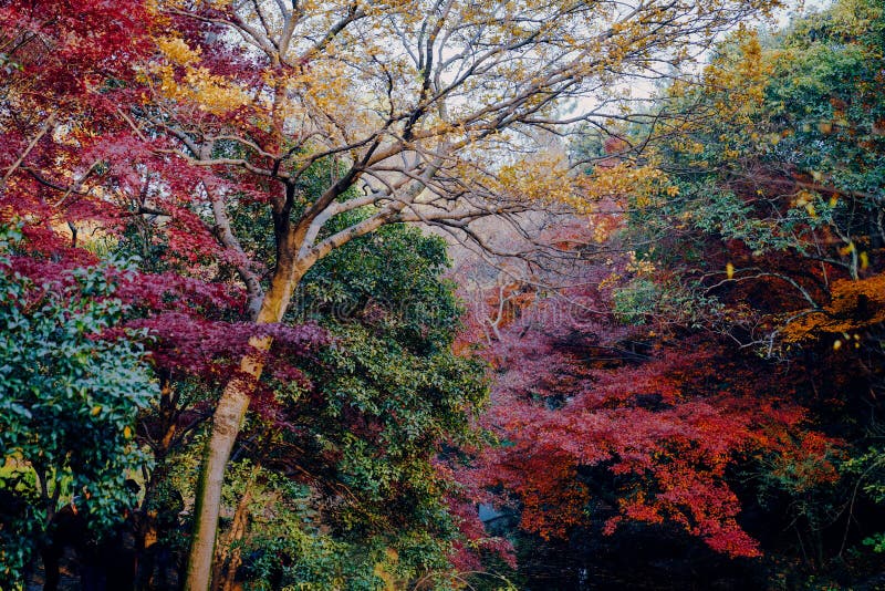 Autumn Chinese Red Maple Leaves. Seamless Pattern. Watercolor Stock ...