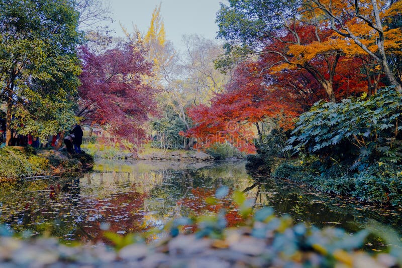 Red Maple Leaves and Chinese Classical Architecture in Autumn Stock ...