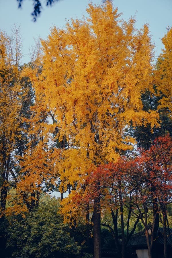 Red Maple Leaves and Chinese Classical Architecture in Autumn Stock ...