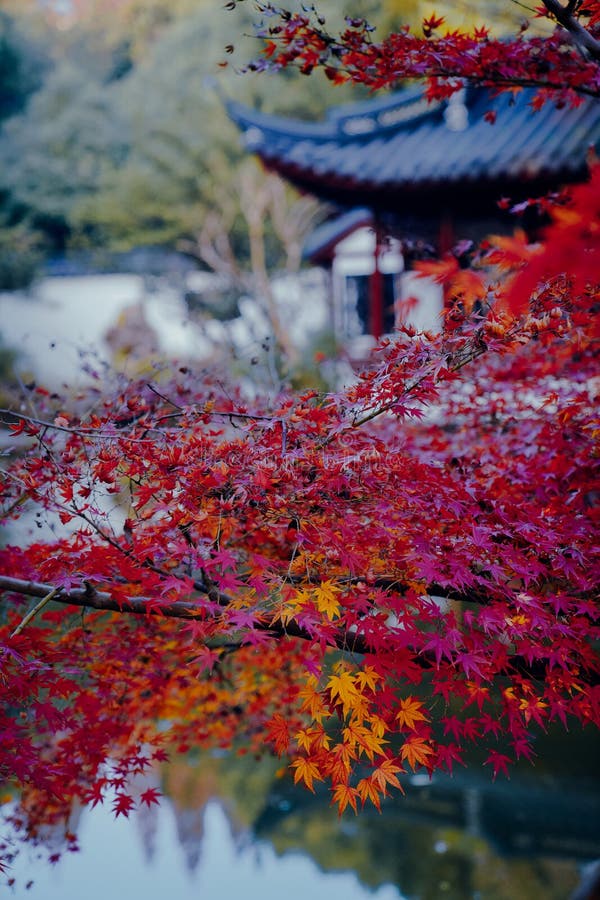 Red Maple Leaves and Chinese Classical Architecture in Autumn Stock ...