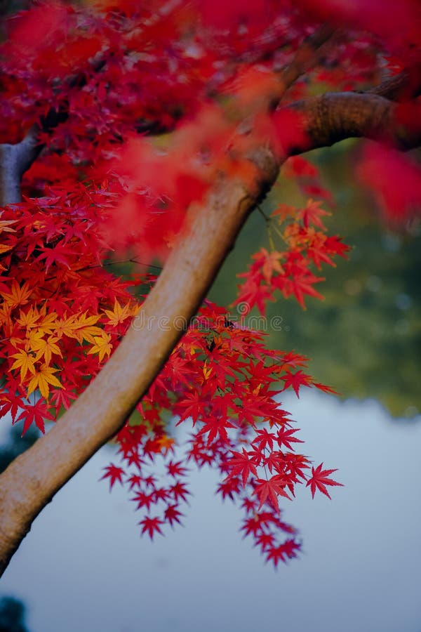 Red Maple Leaves and Chinese Classical Architecture in Autumn Stock ...