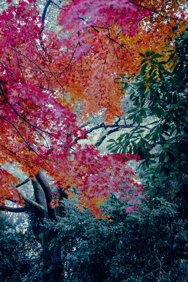 Red Maple Leaves and Chinese Classical Architecture in Autumn Stock ...