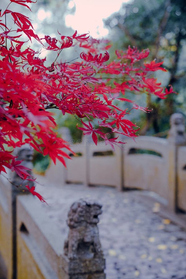 Red Maple Leaves and Chinese Classical Architecture in Autumn Stock ...