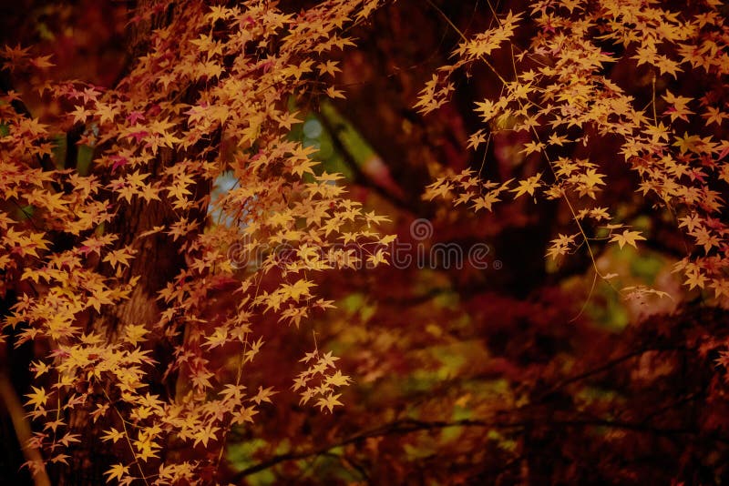 Red Maple Leaves and Chinese Classical Architecture in Autumn Stock ...