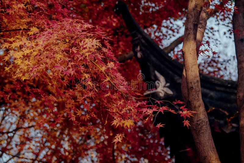 Red Maple Leaves and Chinese Classical Architecture in Autumn Stock ...