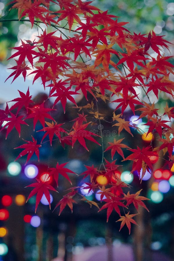Red Maple Leaves and Chinese Classical Architecture in Autumn Stock ...
