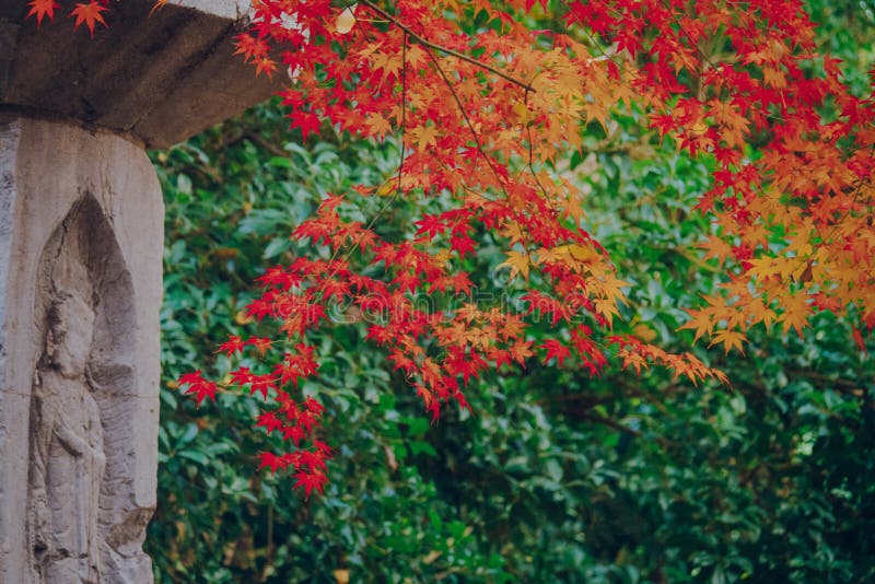 Red Maple Leaves and Chinese Classical Architecture in Autumn Stock ...
