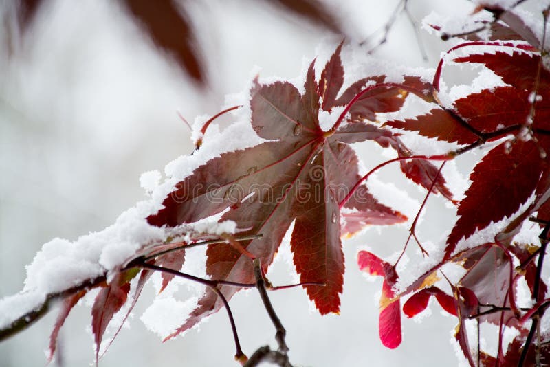 Red Maple Leaves Covered with Fresh Snow. Winter Background during ...