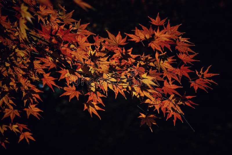 Red maple leaves stock image. Image of dark, maple, leaf - 236420469