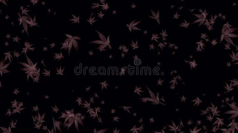 Red Maple Leaves Explosion. Burst of Red Maple Leaf. Alpha Channel ...