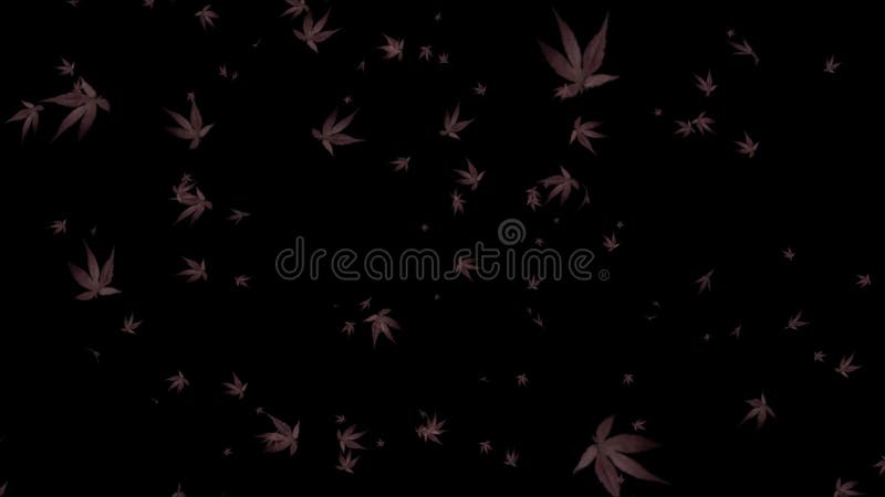 Red Maple Leaves Explosion. Burst of Red Maple Leaf. Alpha Channel ...