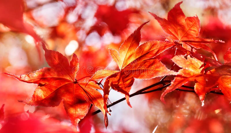 Red maple leaves in fall stock photo. Image of foliage - 21422236