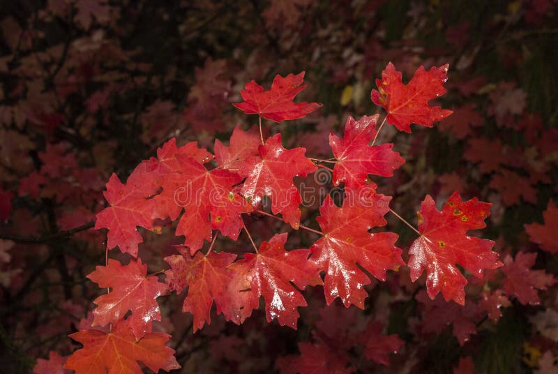 Red Maple Leaves in the Fall Stock Photo - Image of nature, colors ...