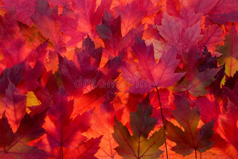 Red Maple Leaves Fall Color Background Stock Image - Image of foliage ...
