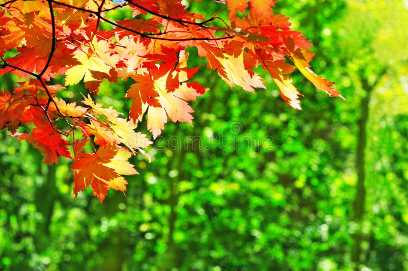 Red Maple Leaves on the Fall Forest Background Stock Image - Image of ...