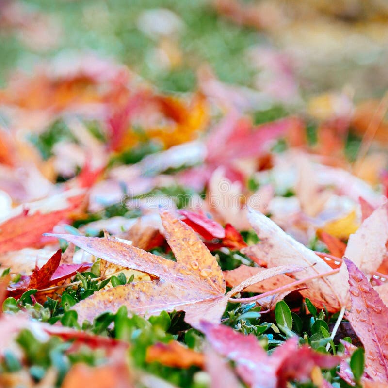 Red Maple Leaves Fallen on a Fence Stock Image - Image of stone, autumn ...