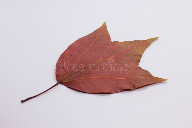Red Three-pointed Maple Leaf on a White Background Stock Image - Image ...