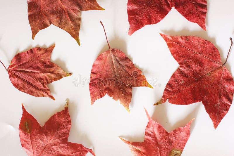 Red Three-pointed Maple Leaf on a White Background Stock Image - Image ...