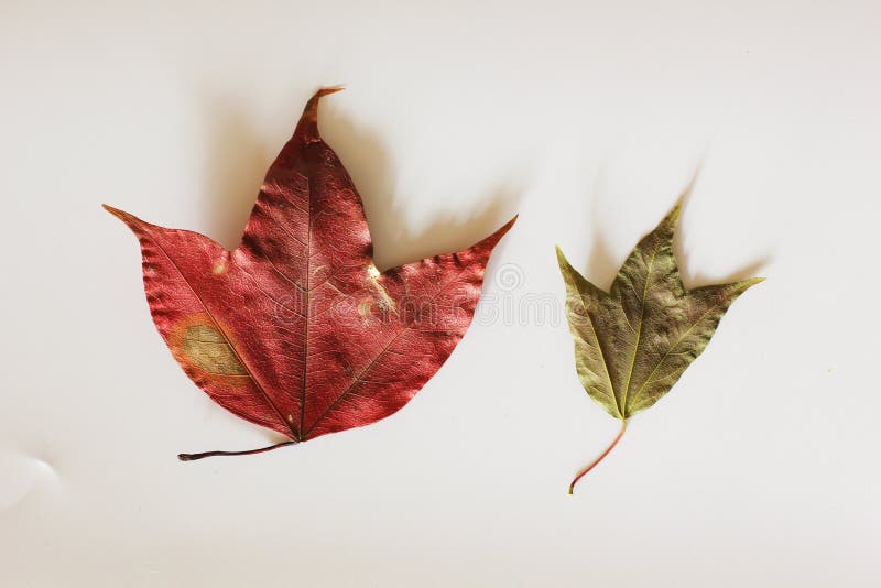 Red Three-pointed Maple Leaf on a White Background Stock Photo - Image ...