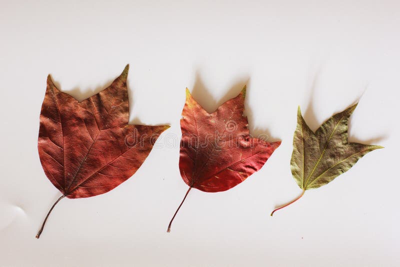 Red Three-pointed Maple Leaf on a White Background Stock Photo - Image ...
