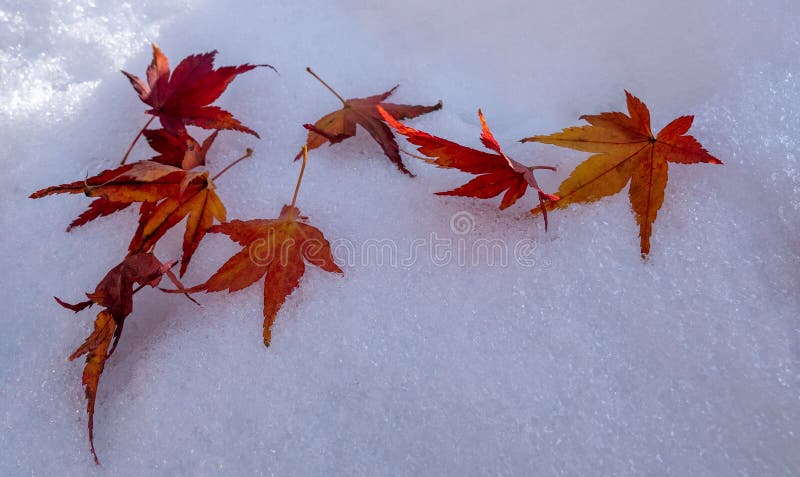Red Maple Leaves on First Winter Snow Stock Photo - Image of autumn ...
