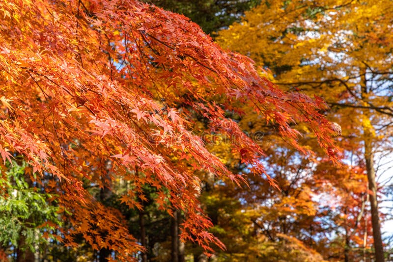 Red Maple Leaves Fluttering in the Wind Stock Photo - Image of branch ...