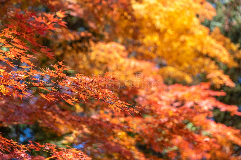 Red Maple Leaves Fluttering in the Wind Stock Photo - Image of foliage ...