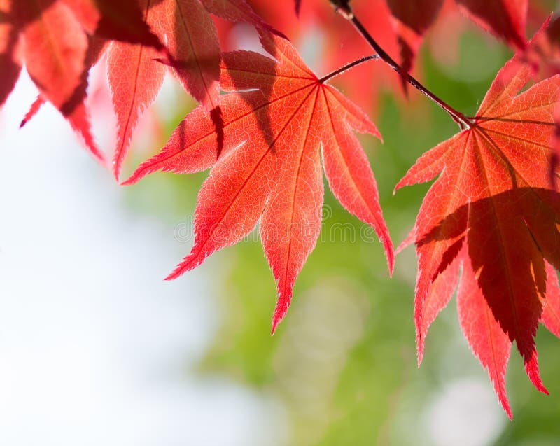 Red Maple Leaves in the Forest Stock Image - Image of leaf, white: 31437539