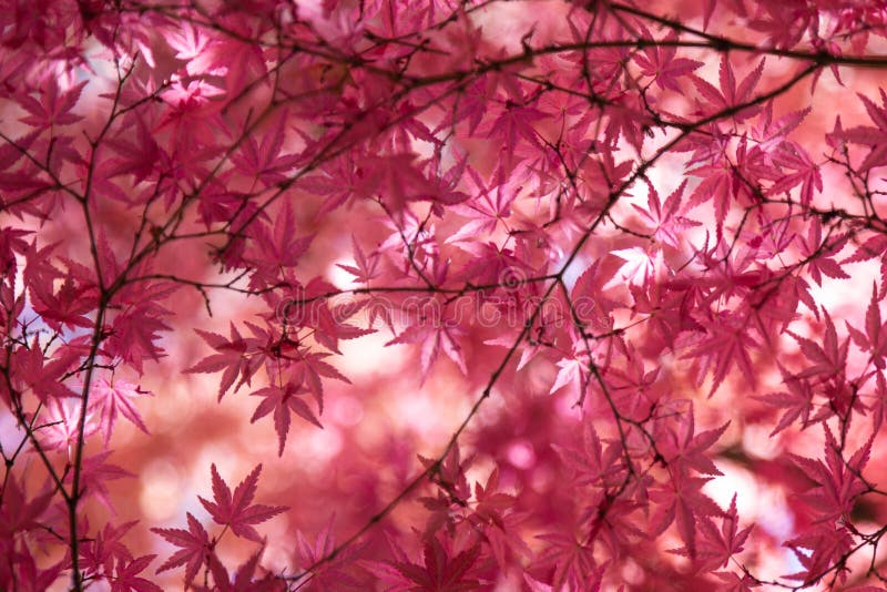 Red Maple Leaves Full Frame Texture from Below Stock Photo - Image of ...